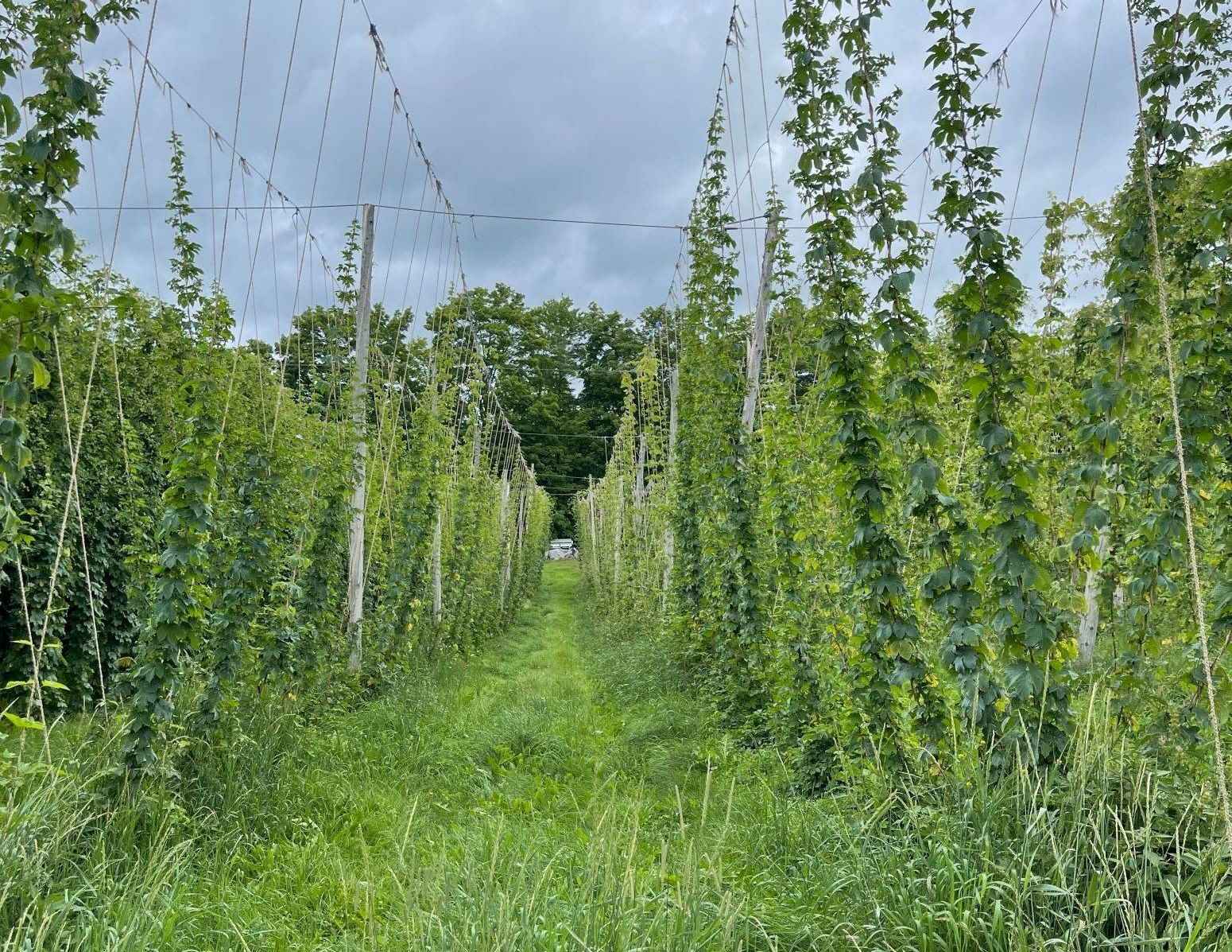 Growing Hops - An Interview With Hop Farmer Brock Obendorf